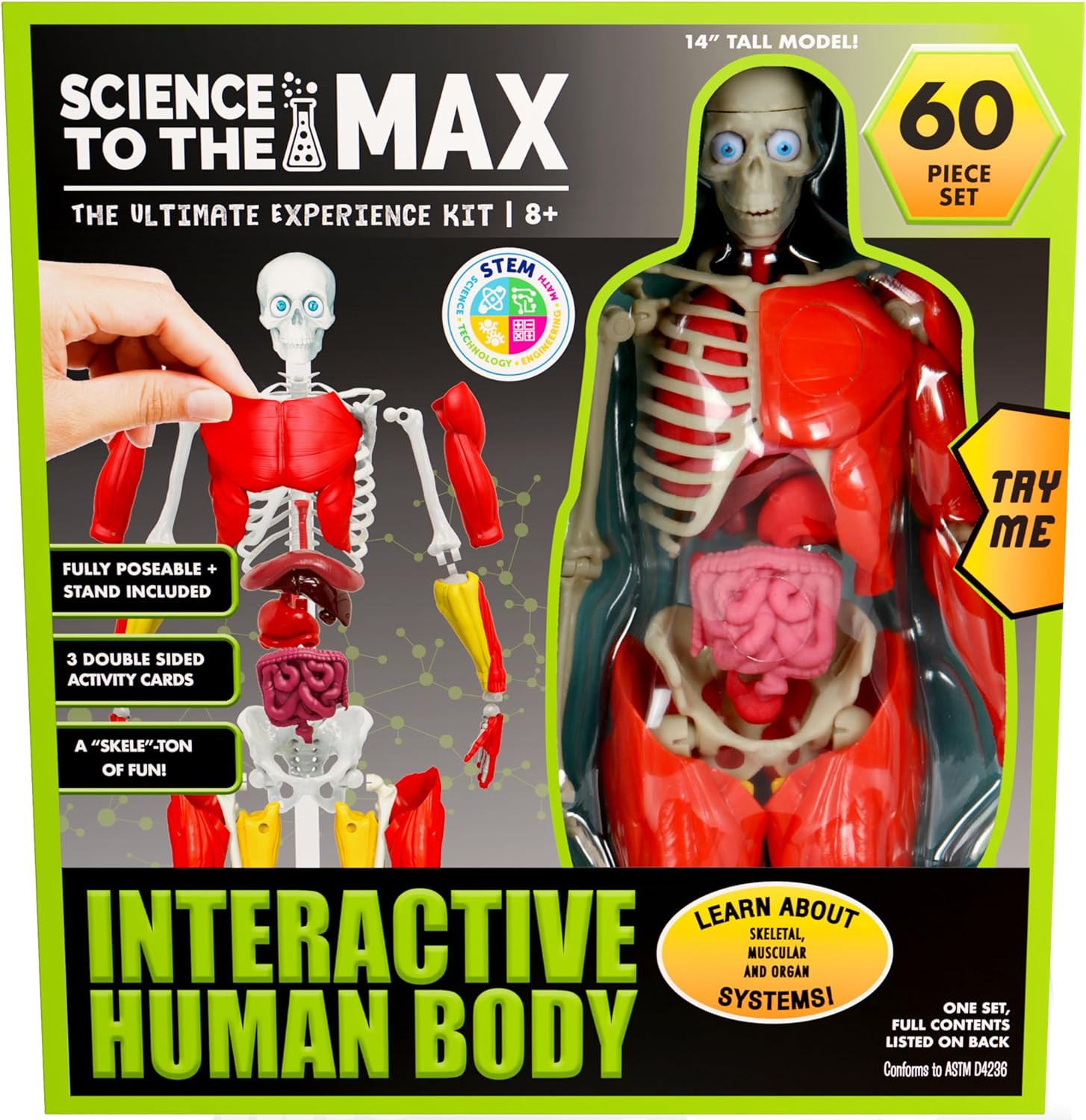 Be Amazing! Toys Interactive Human Body 60-Piece Fully Poseable Anatomy ...