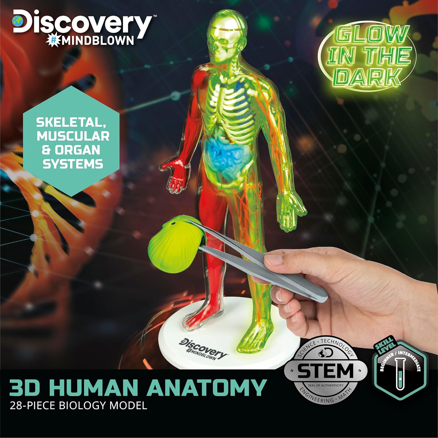 Discovery 3D Human Anatomy 28-Piece Biology Model – Only $12.50 ...